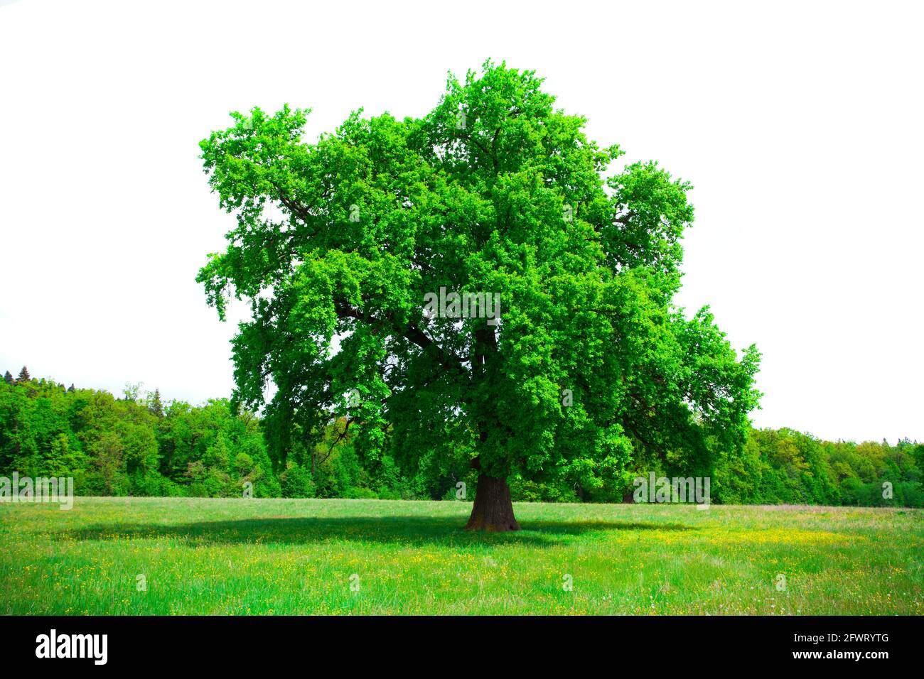 big green tree and fresh summer vegetation isolated on white background ...