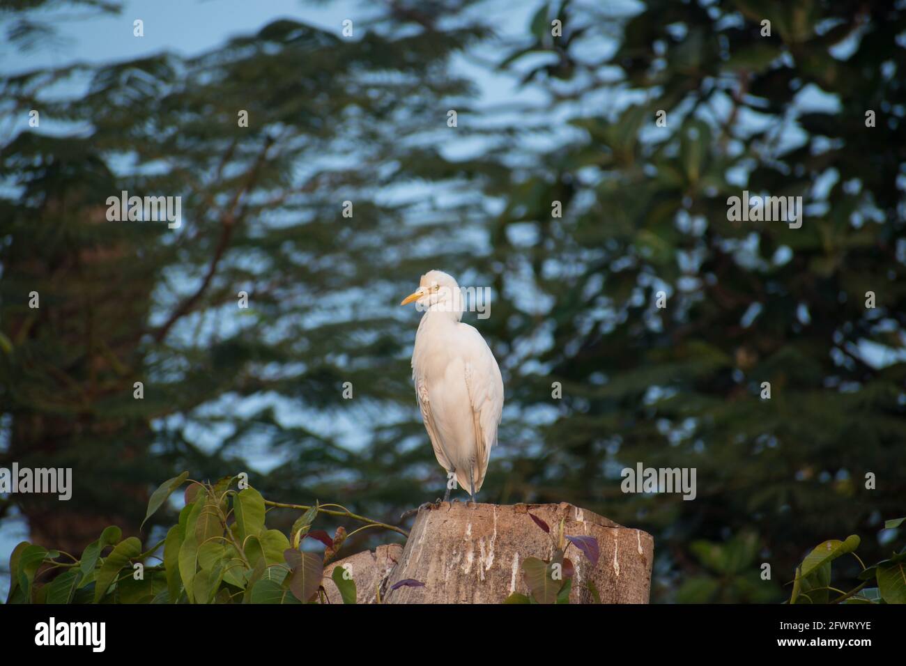 Deforestation india bird hi-res stock photography and images - Alamy