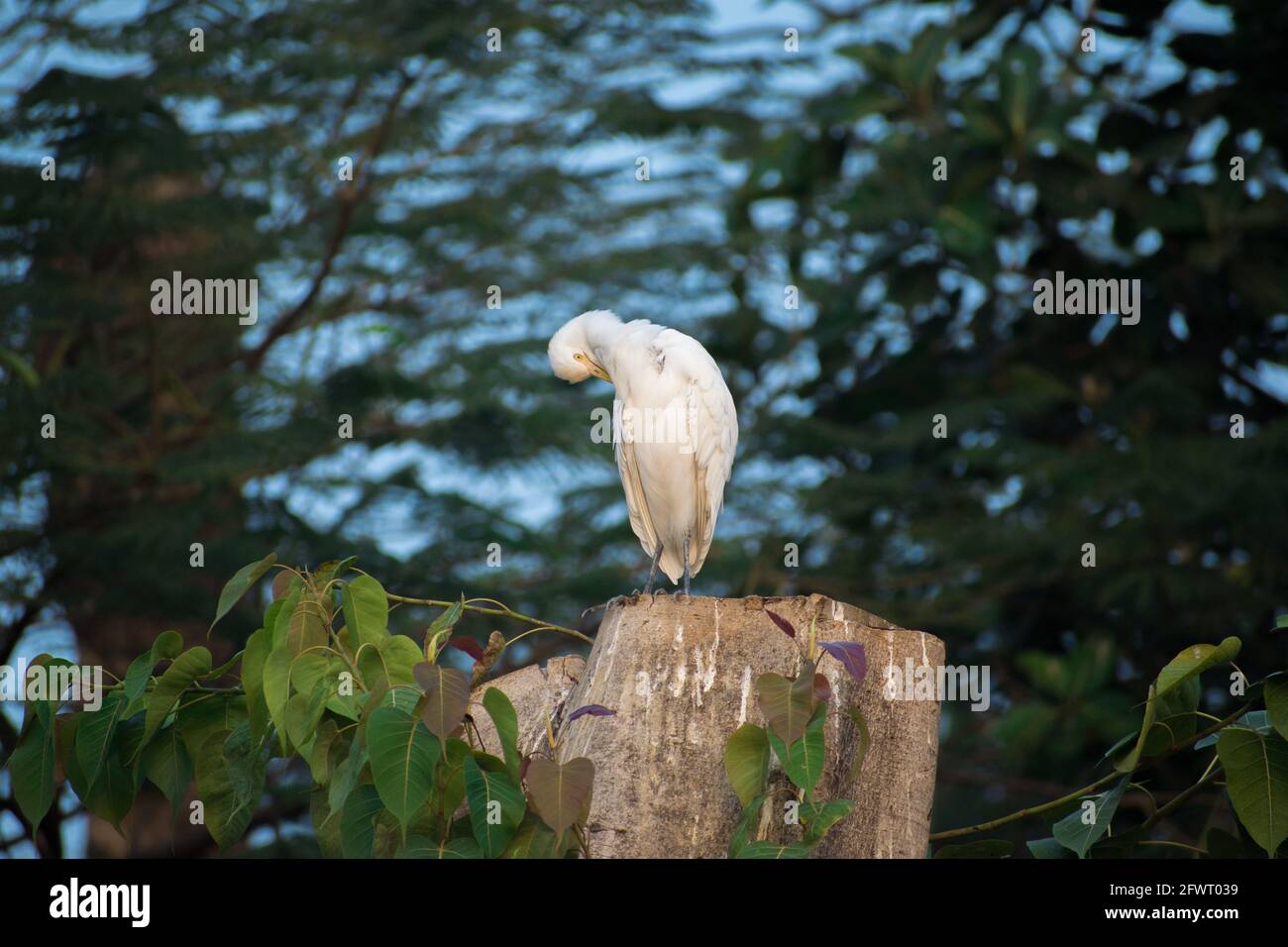 Sleeping crane hi-res stock photography and images - Alamy