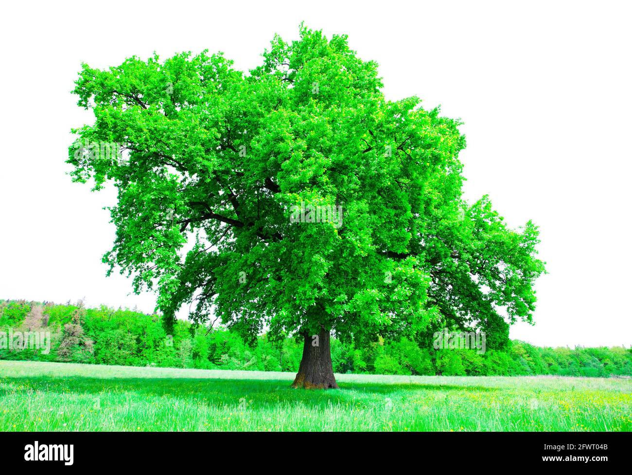 big green tree and fresh summer vegetation isolated on white background ...