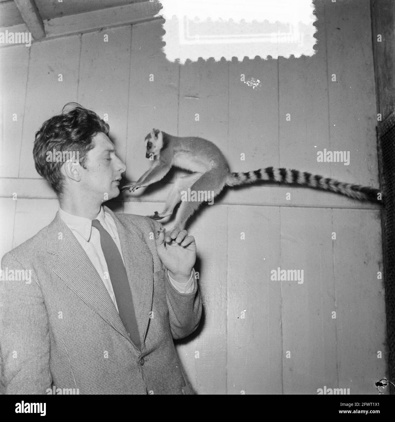 New acquisition Artis. Small monkey (Maki), 18 August 1952, monkeys ...