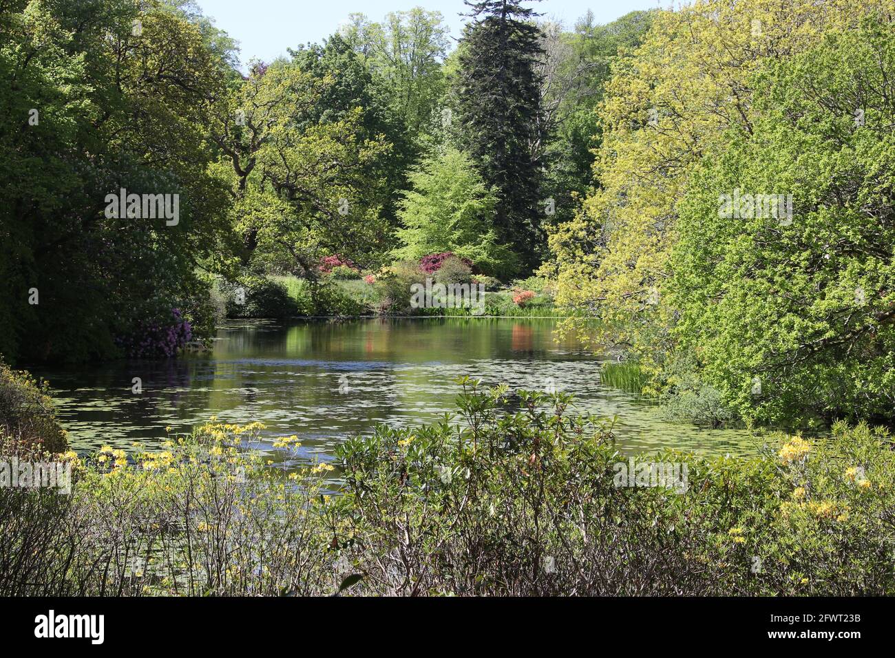 Bargany Gardens, Ayrshire, Scotland UK . Road driveway through trees ...