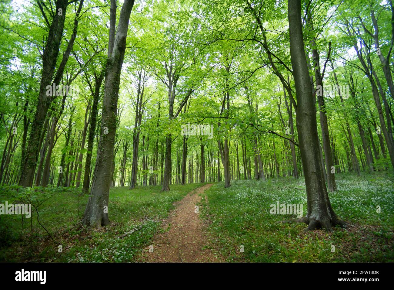 Pathway through forest area hi-res stock photography and images - Alamy