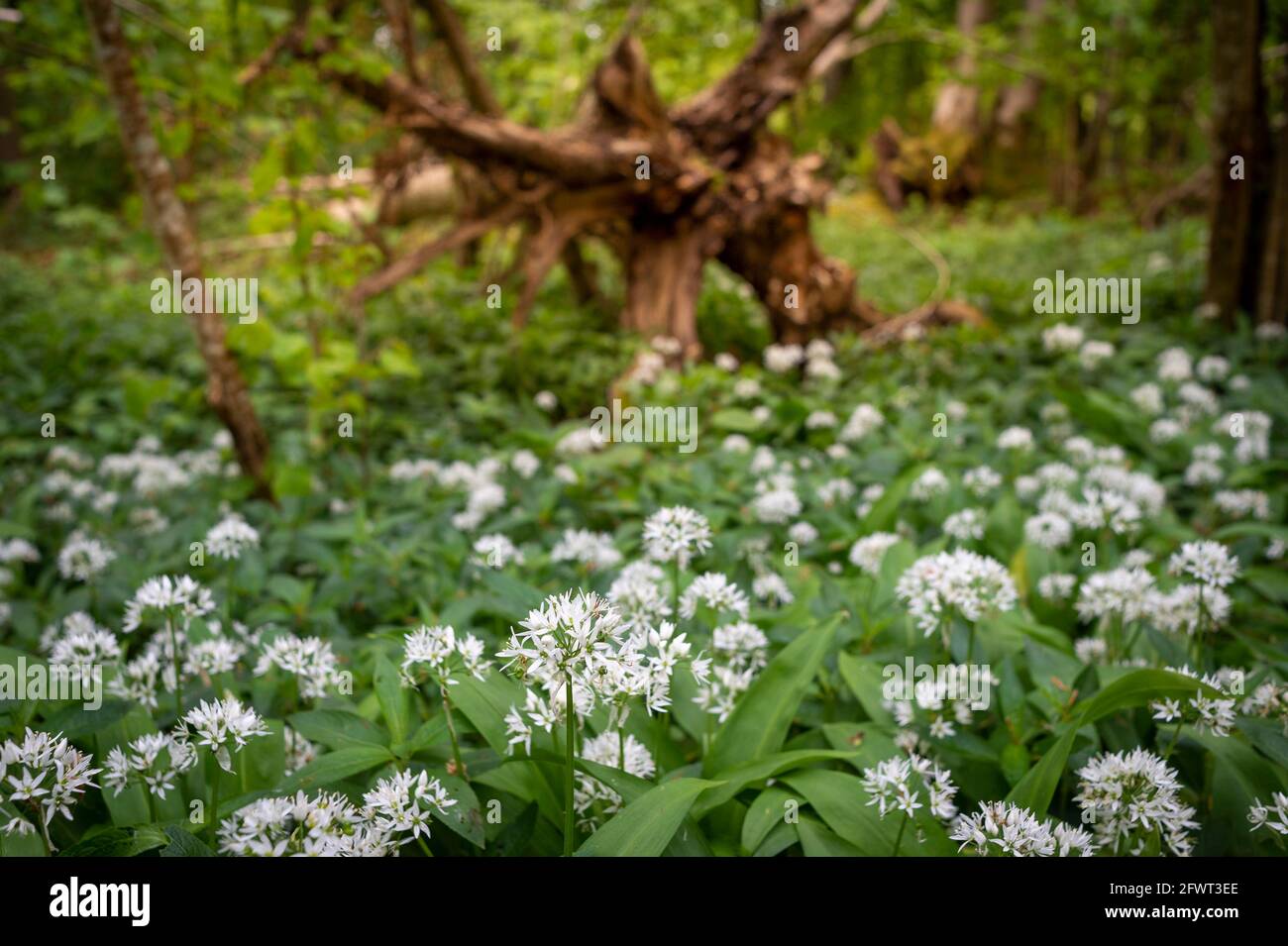 Wild garlic allium ursinum in bloom in the forest hi-res stock ...