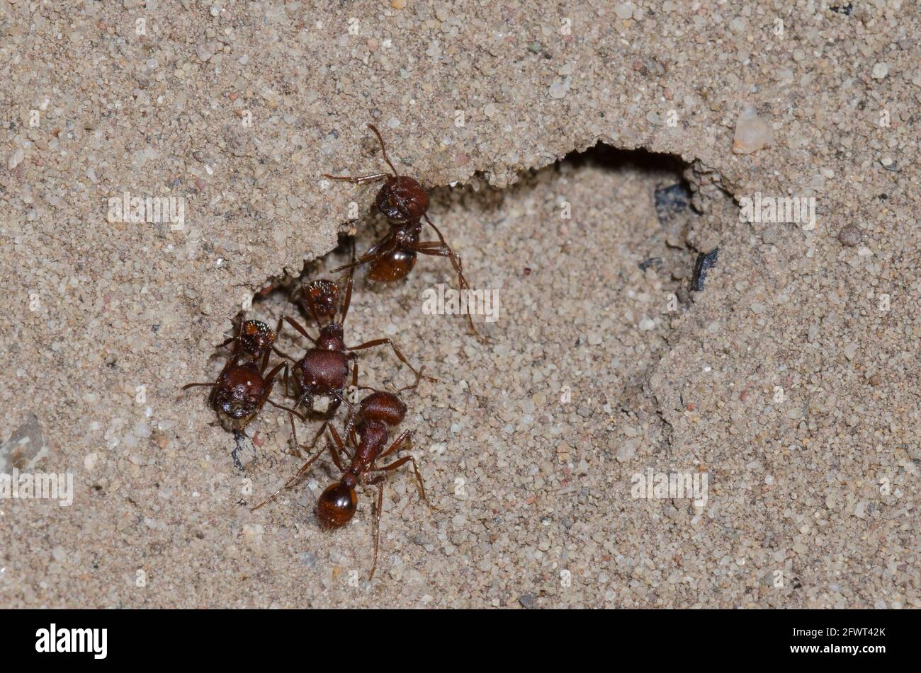 Harvester Ants, Pogonomyrmex sp., at nest entrance Stock Photo - Alamy
