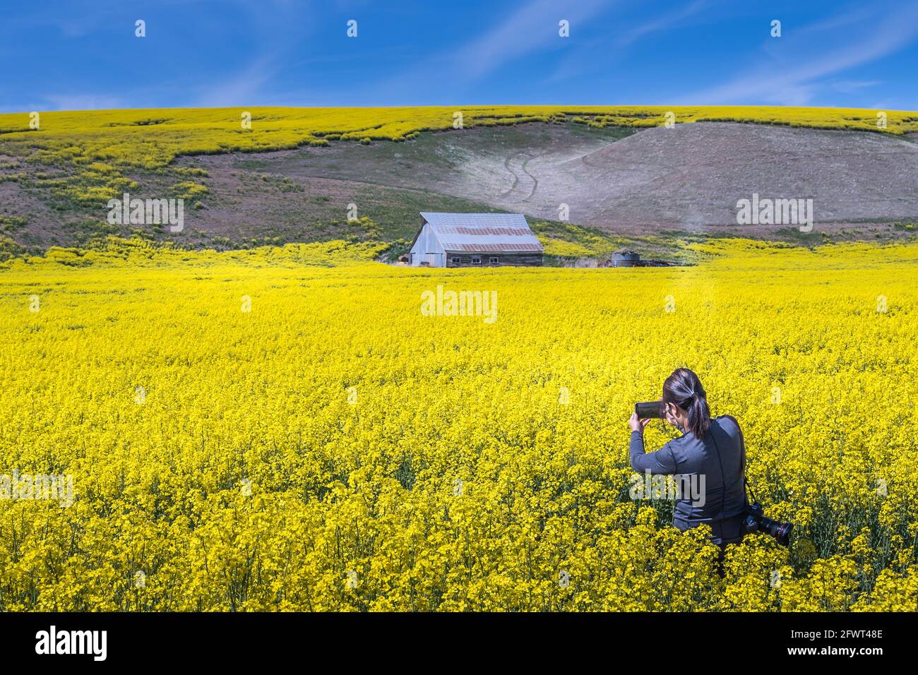 Girl taking photo in the colorful canola field in Palouse Washington ...