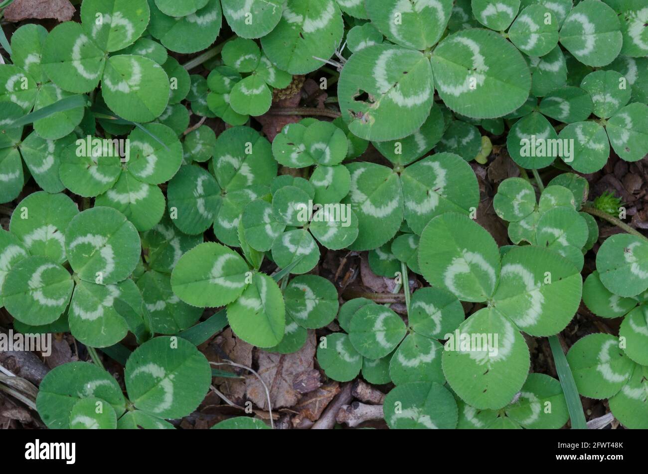 White Clover, Trifolium repens, leaves Stock Photo - Alamy