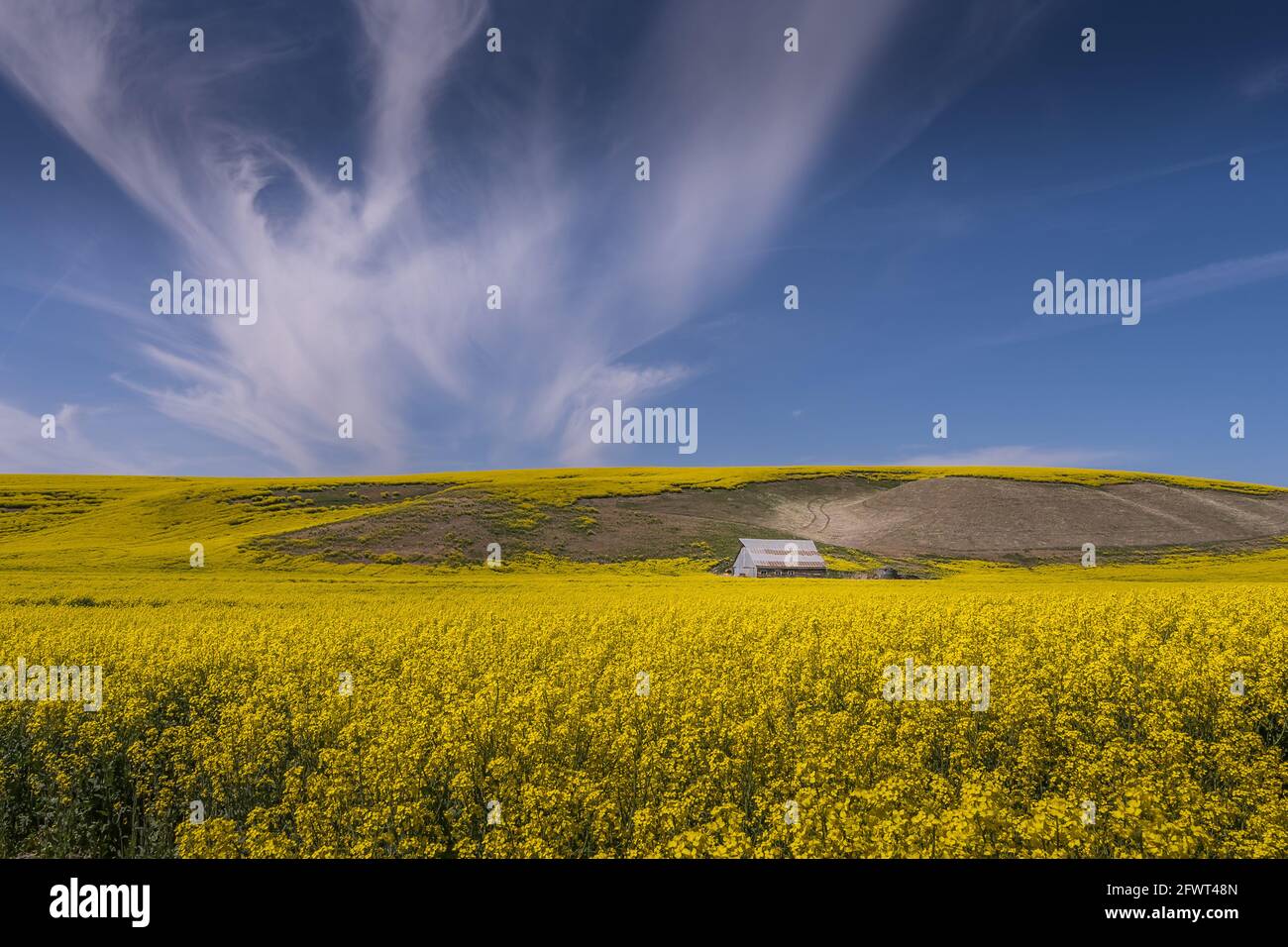 Beautiful blue sky with contracting color of canola field in Palouse ...