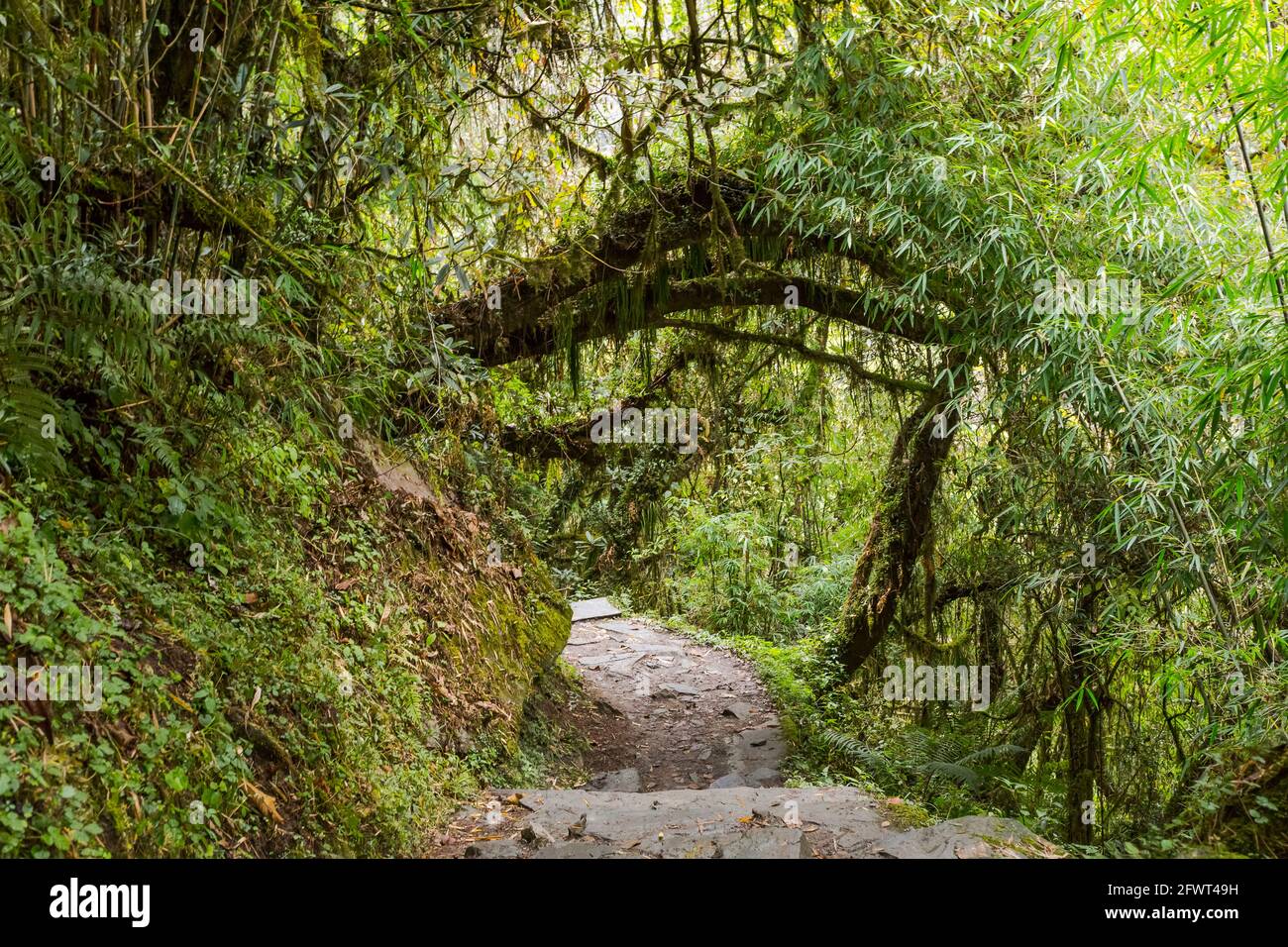 Stone footpath in fantastic green tropical jungle. Rainforest in ...