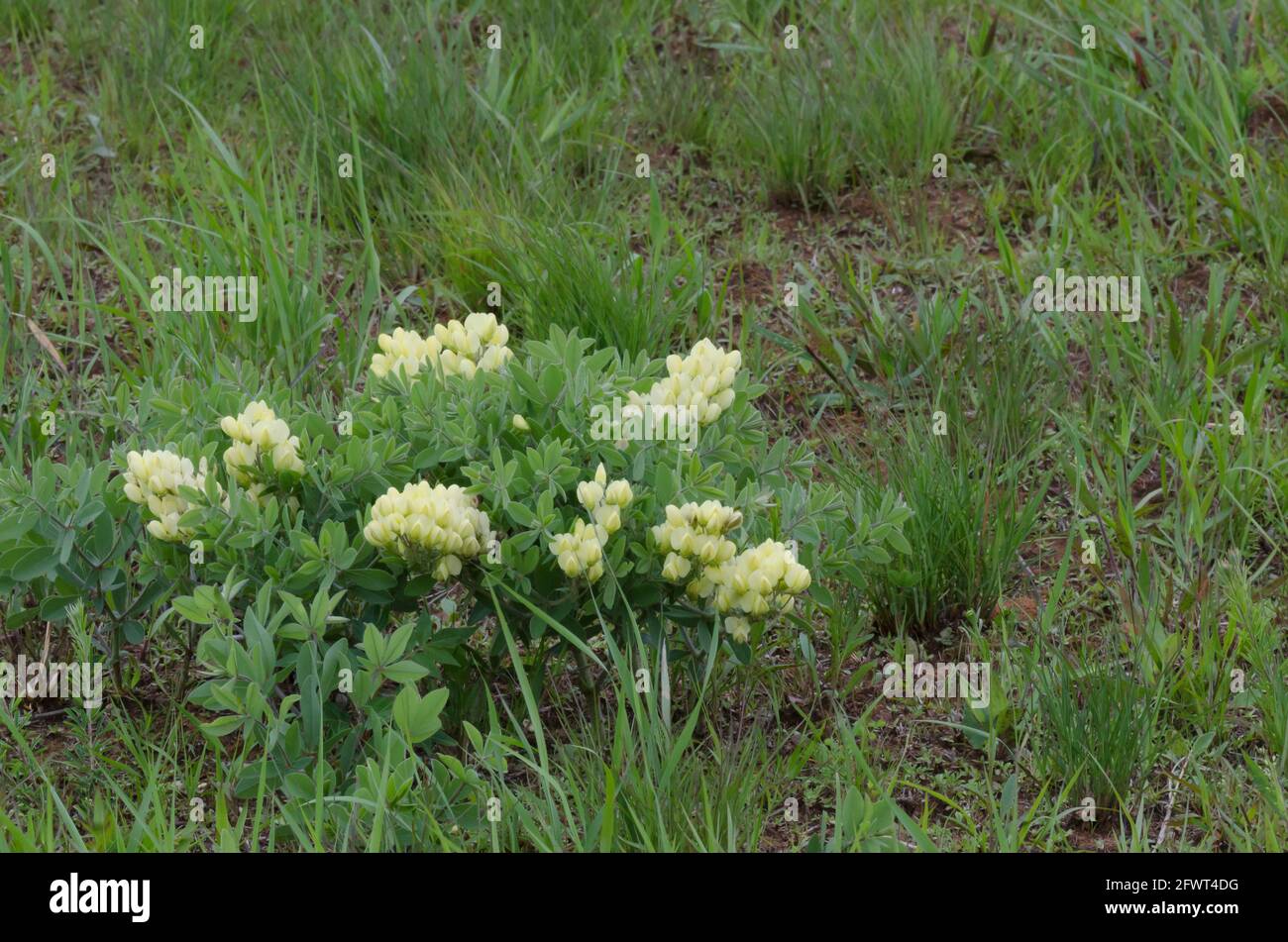 Cream Wild Indigo, Baptisia bracteata Stock Photo - Alamy