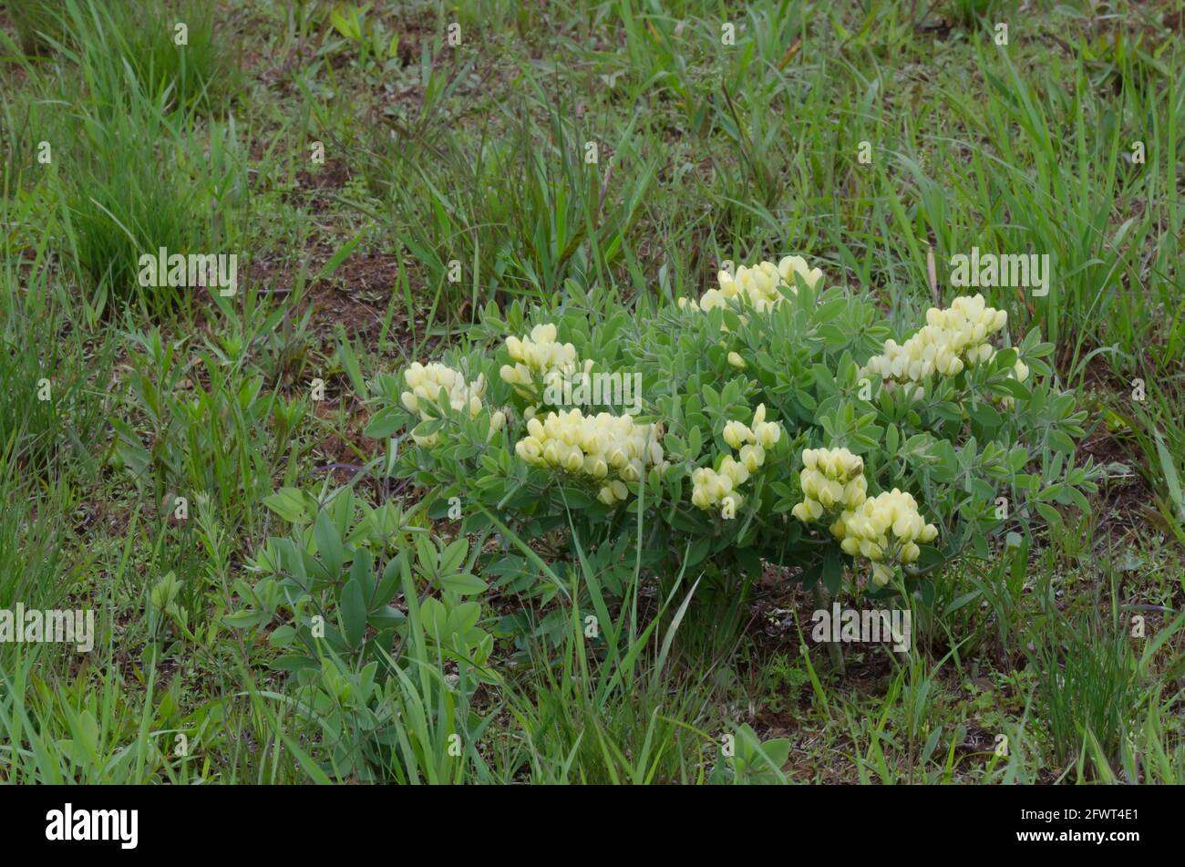 Cream false indigo hi-res stock photography and images - Alamy