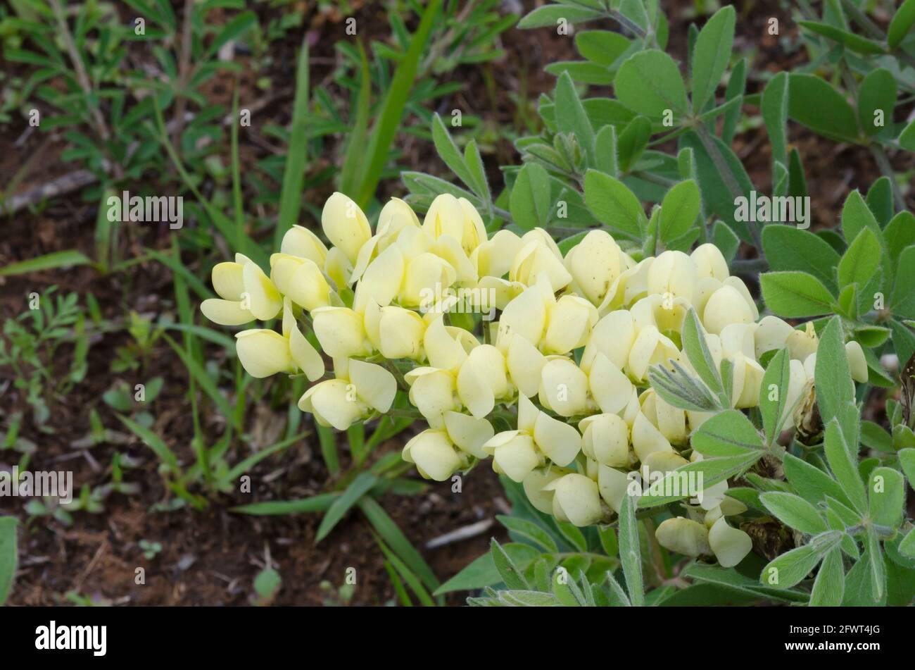 Cream Wild Indigo, Baptisia bracteata Stock Photo - Alamy
