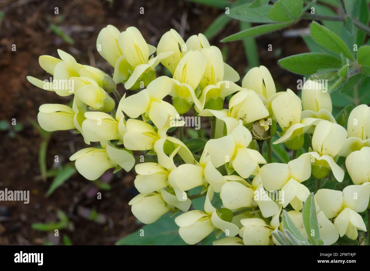 Cream Wild Indigo, Baptisia bracteata Stock Photo - Alamy