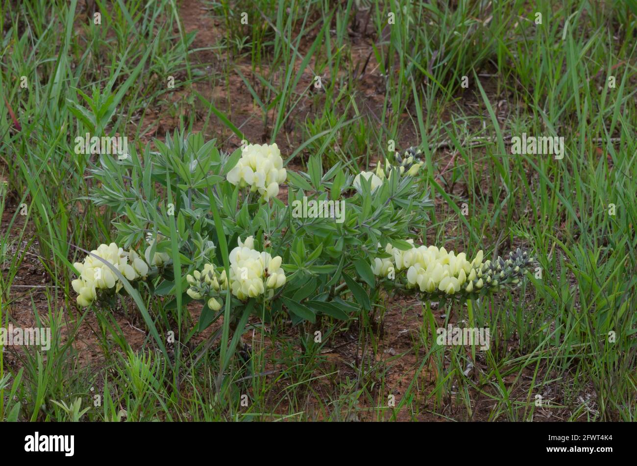 Cream Wild Indigo, Baptisia bracteata Stock Photo - Alamy