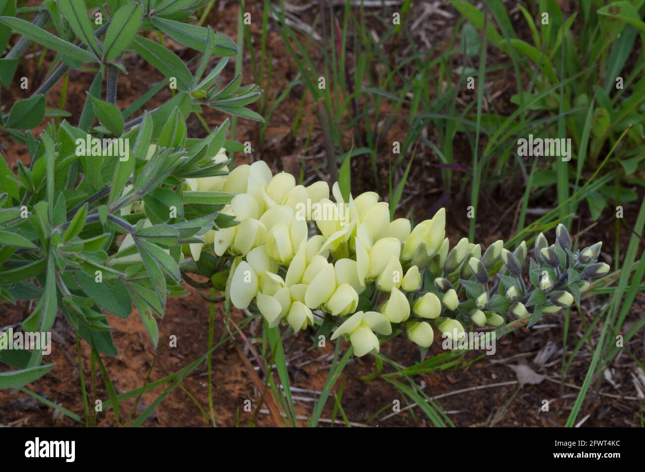 Cream false indigo hi-res stock photography and images - Alamy