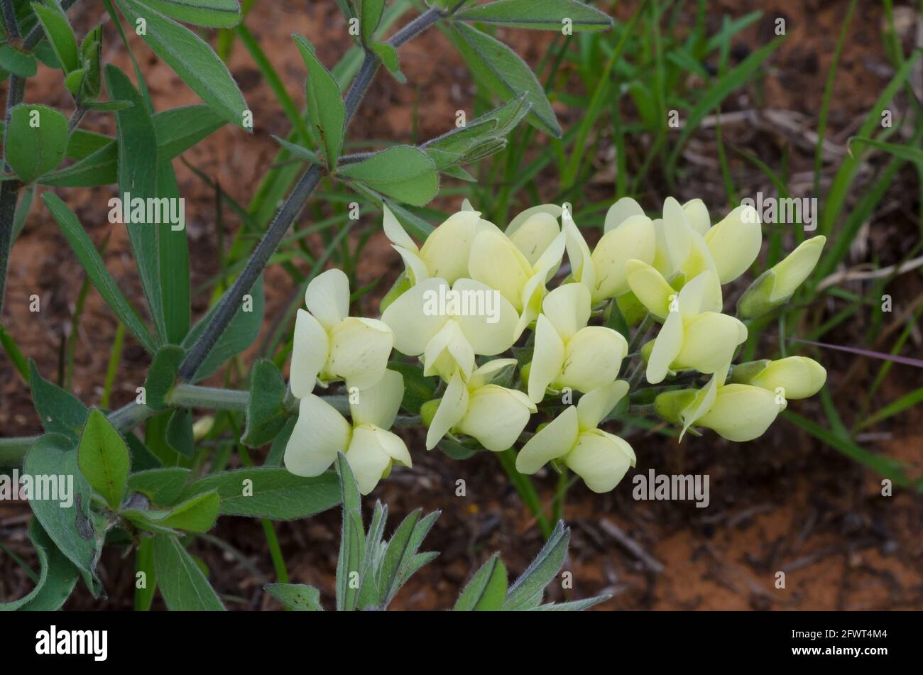 Cream false indigo hi-res stock photography and images - Alamy