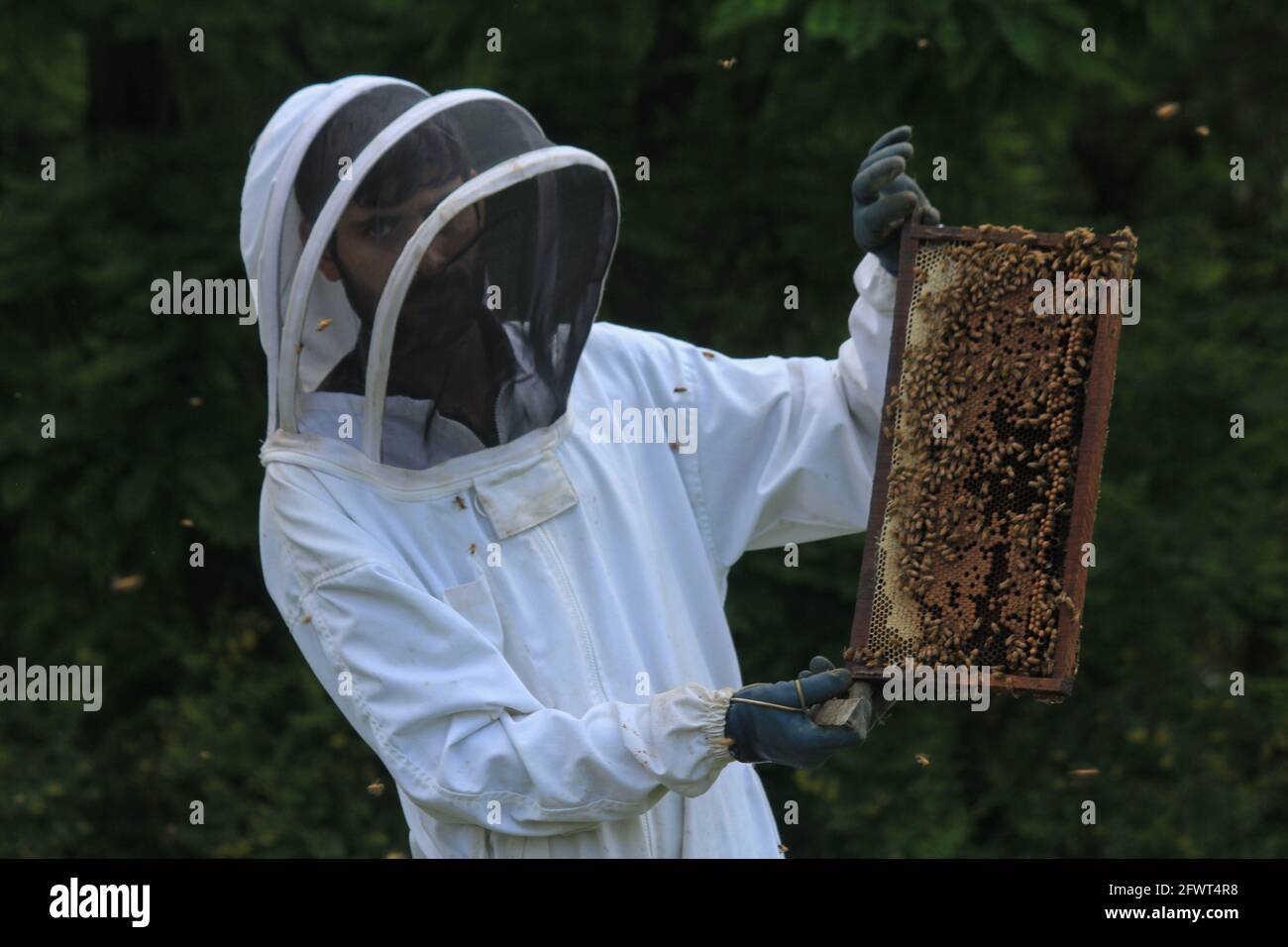 Indian honeybees hi-res stock photography and images - Alamy