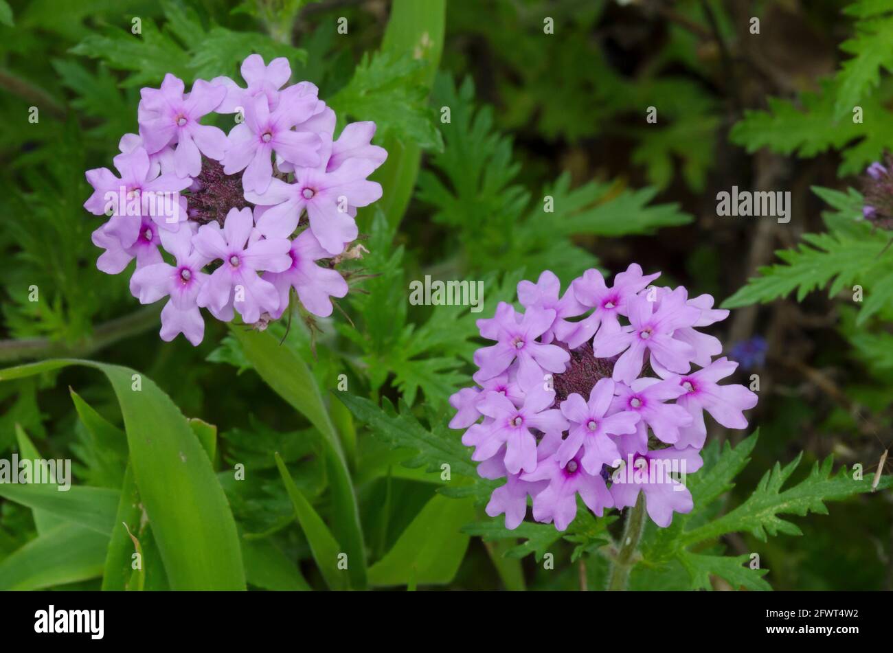 Rose Mock Vervain, Glandularia canadensis Stock Photo - Alamy