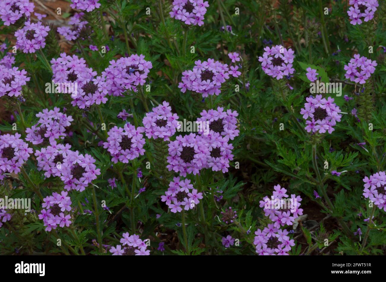 Rose Mock Vervain, Glandularia canadensis Stock Photo - Alamy