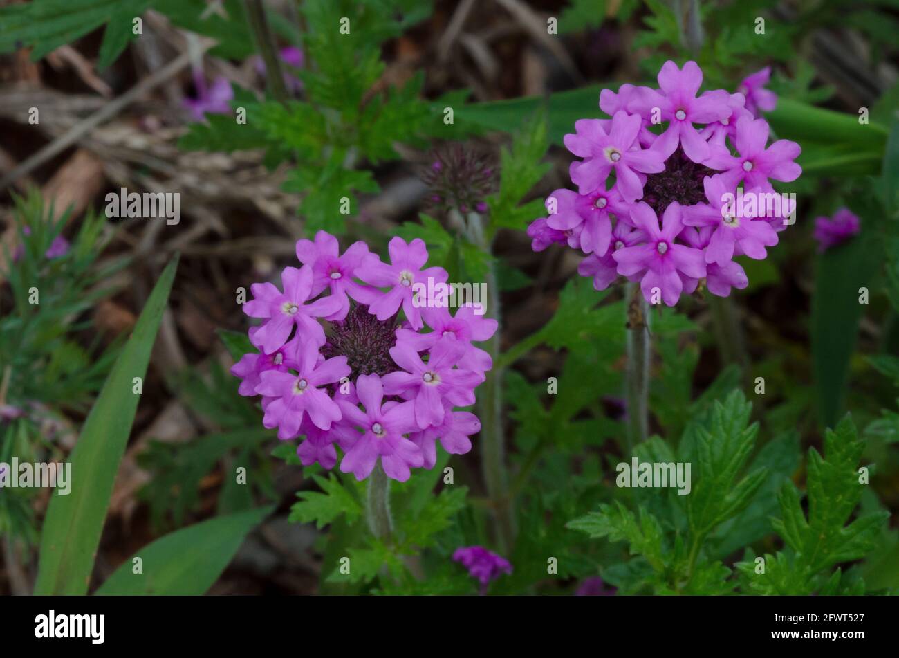 Rose Mock Vervain, Glandularia canadensis Stock Photo - Alamy
