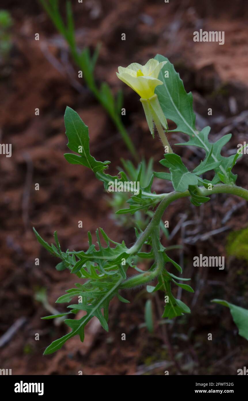 Cutleaf Evening Primrose, Oenothera laciniata Stock Photo - Alamy