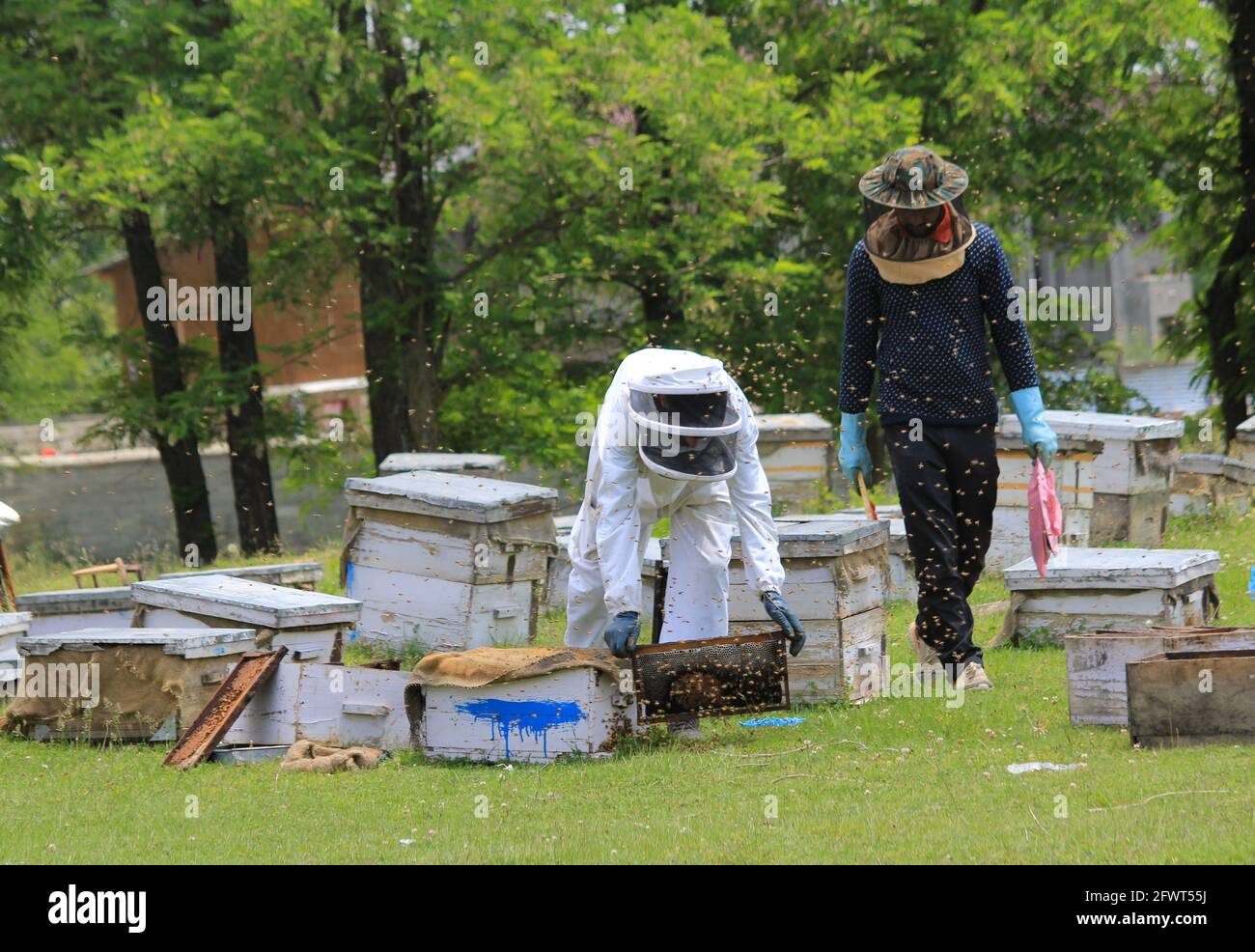 Bee farming india hi-res stock photography and images - Alamy