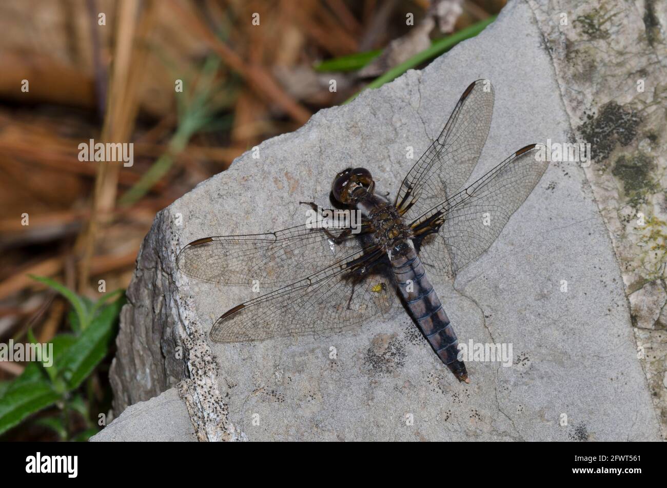 Female Corporal High Resolution Stock Photography and Images - Alamy