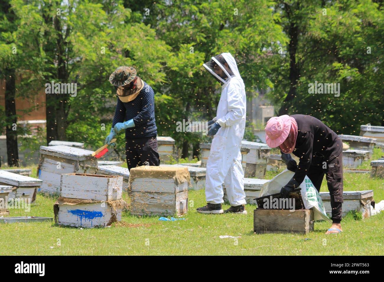 Bee farming india hi-res stock photography and images - Alamy