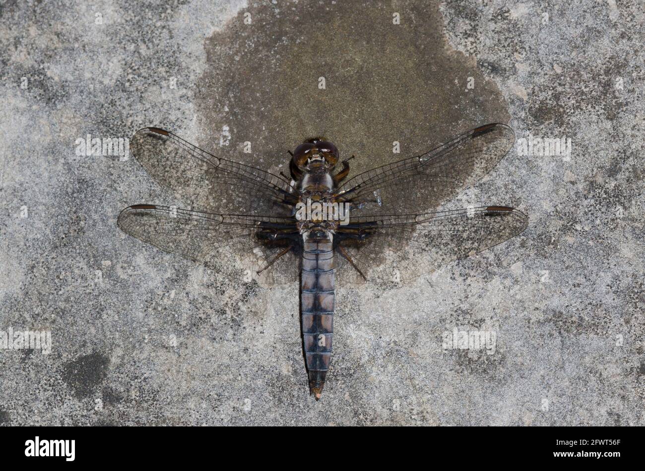 Blue Corporal Dragonfly