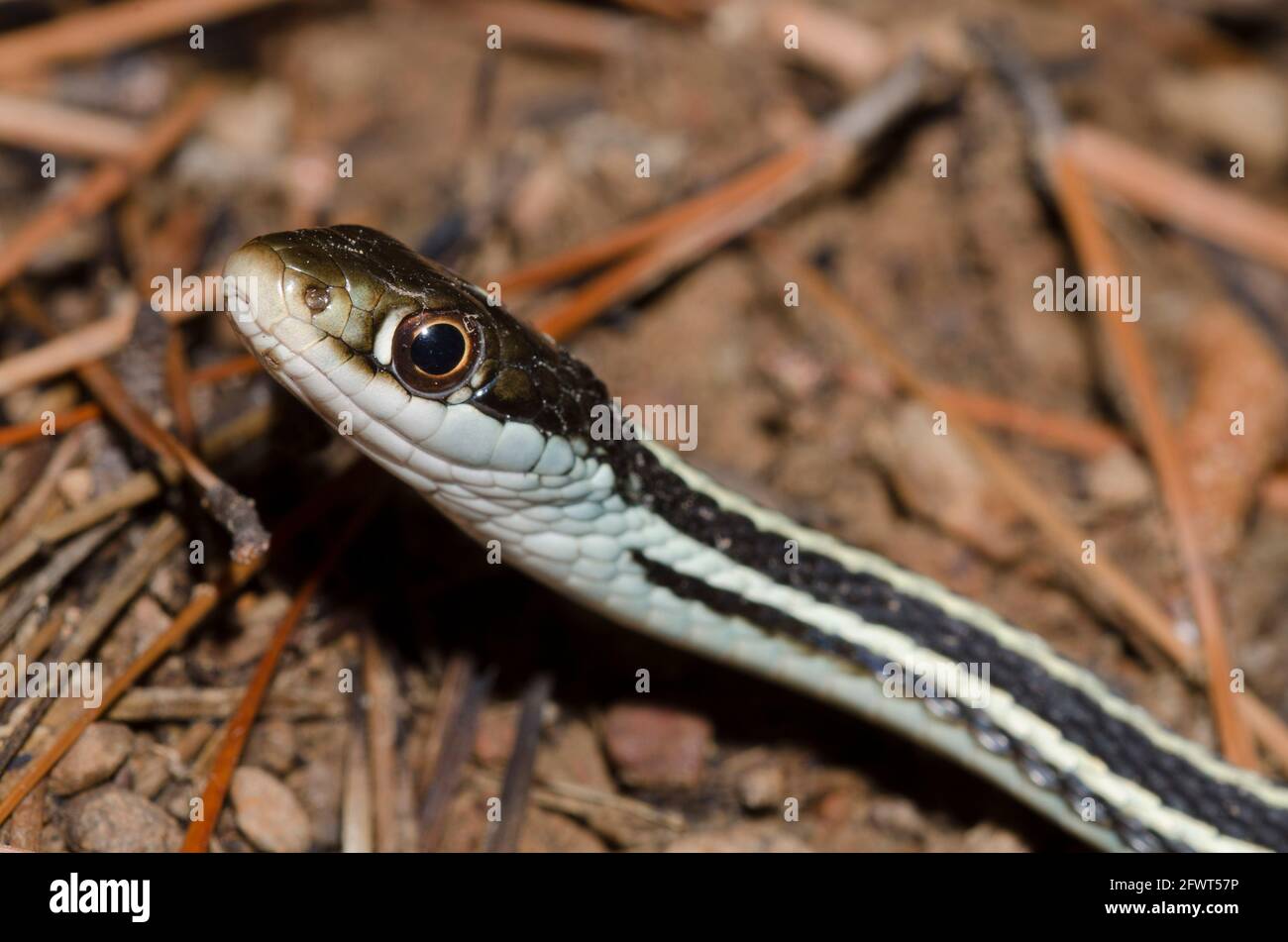 Orange-striped Ribbonsnake, Thamnophis proximus, resting on Shortleaf ...