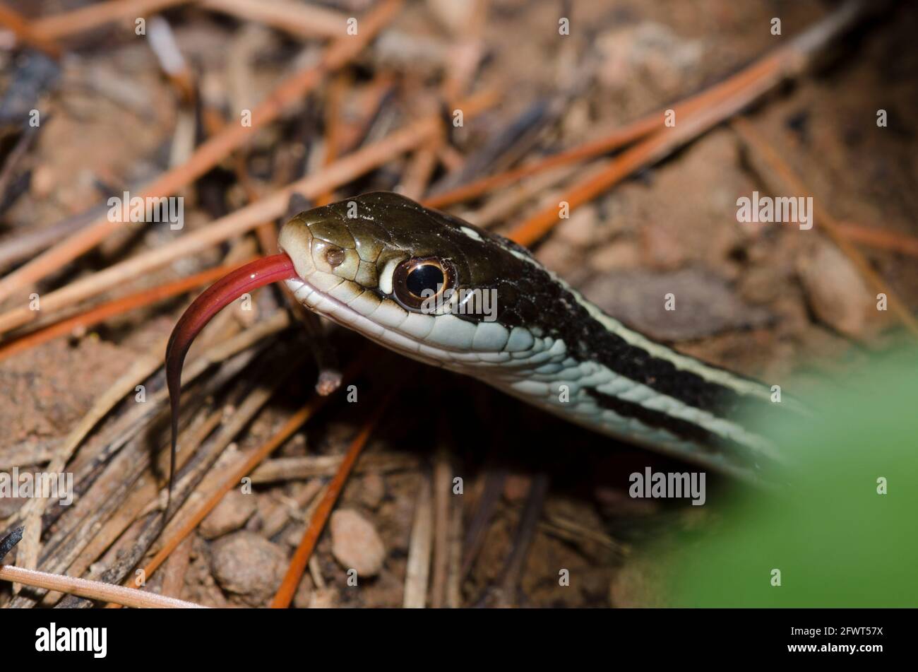 Orange-striped Ribbonsnake, Thamnophis proximus, flicking tongue while ...