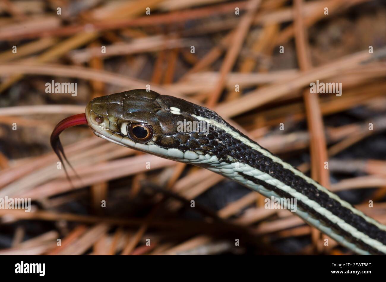 Orange-striped Ribbonsnake, Thamnophis proximus, flicking tongue while ...