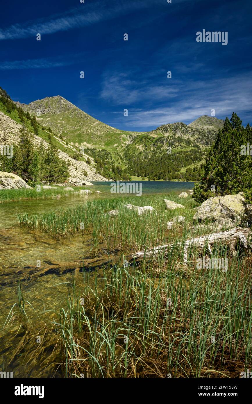 Aigüestortes Valley. Surroundings of the Estany Llong Lake ...