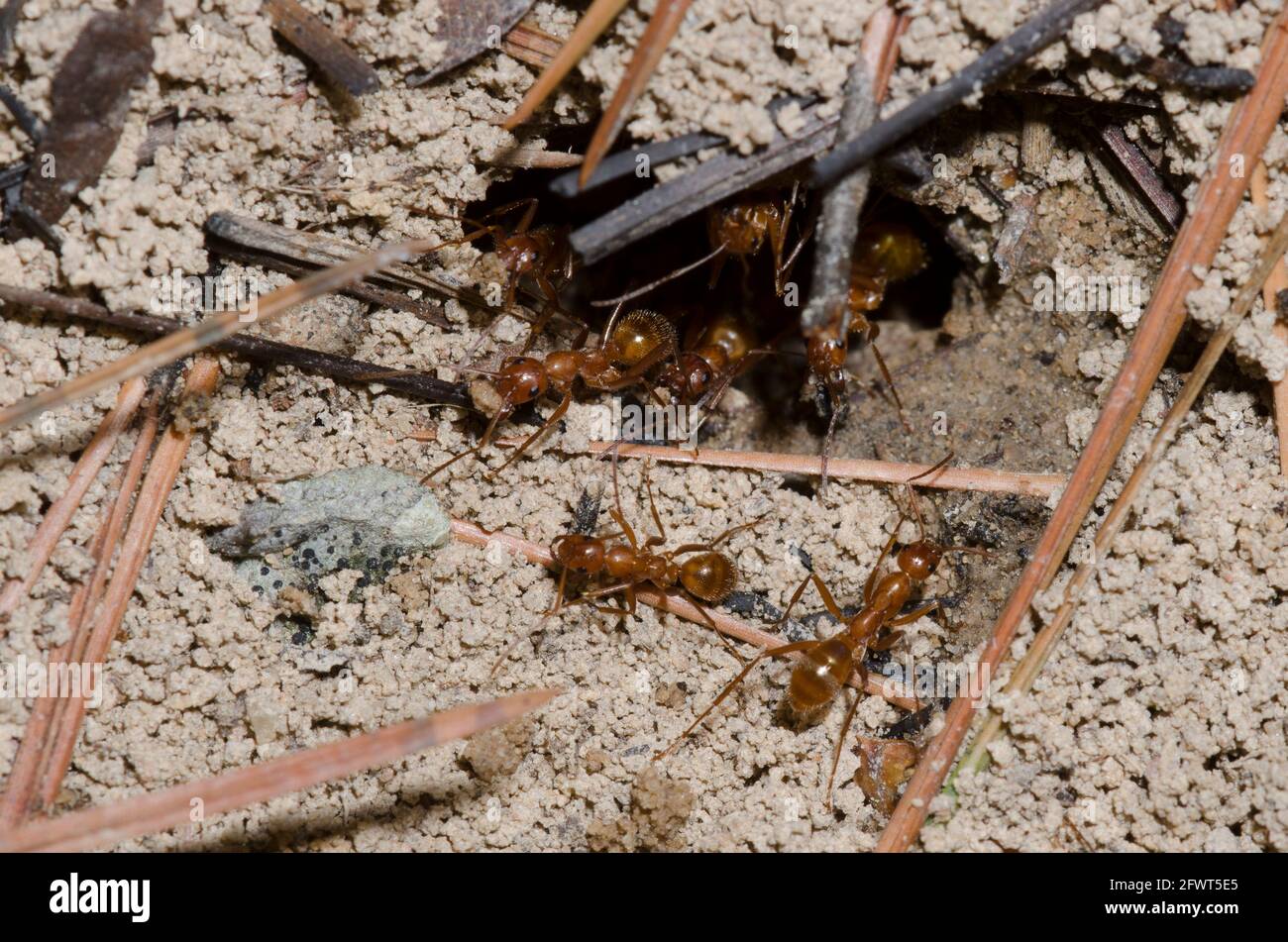 Ants, Formica sp., at nest entrance Stock Photo - Alamy