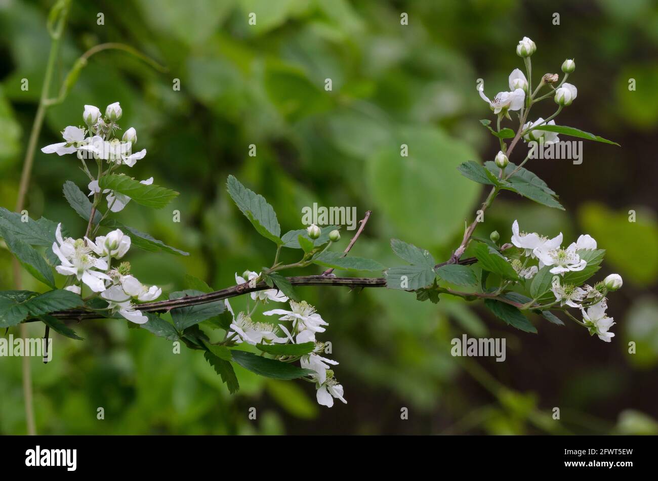 Bramble, Rubus sp Stock Photo - Alamy