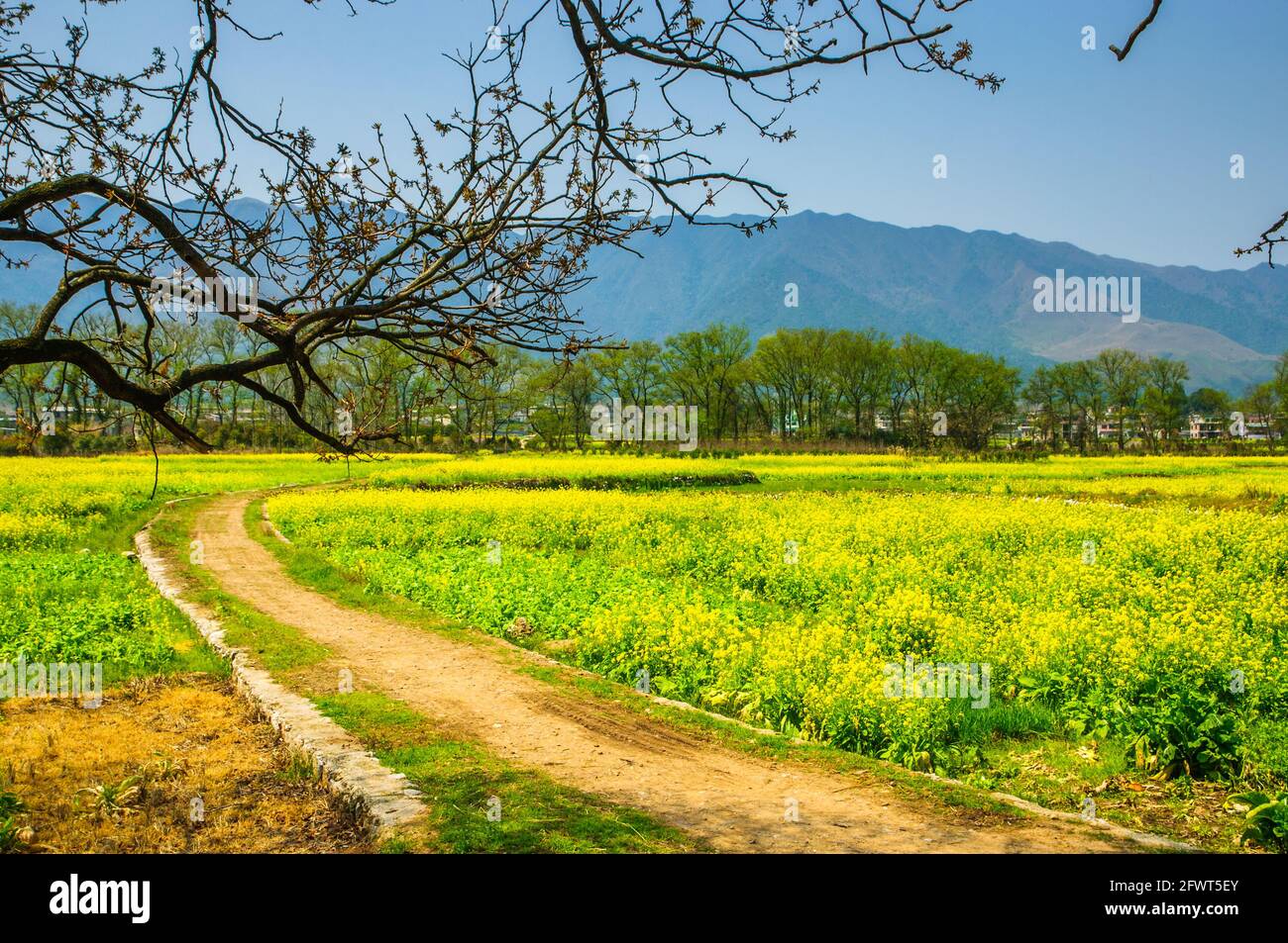 Country road scenery in spring Stock Photo - Alamy