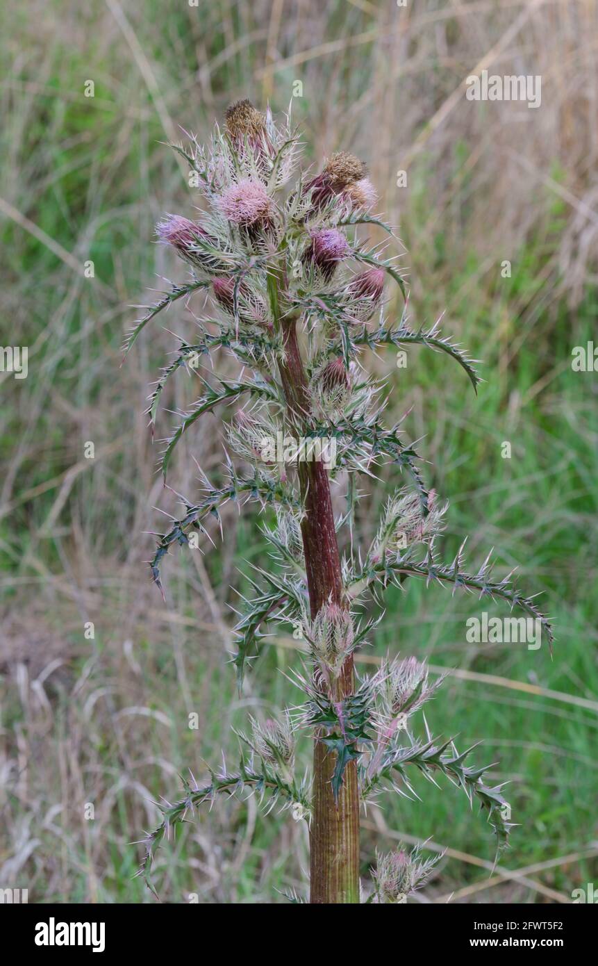Bristle Thistle High Resolution Stock Photography and Images - Alamy