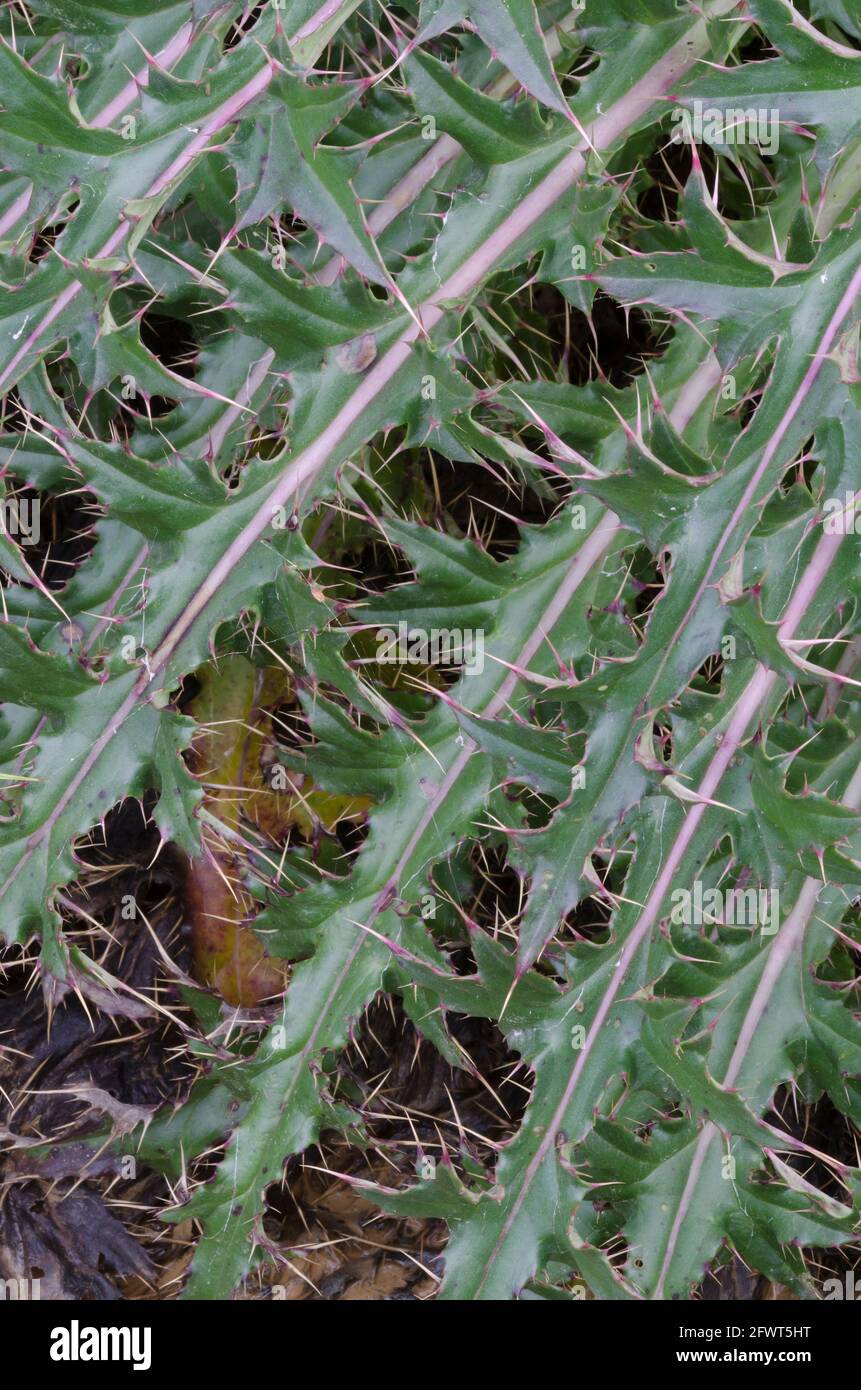 Bristle thistle hi-res stock photography and images - Alamy