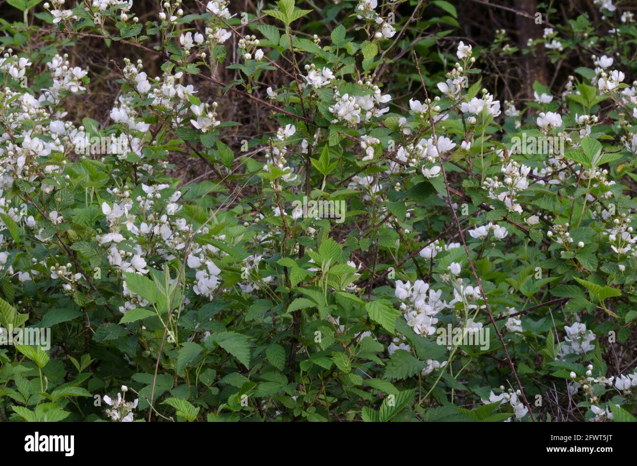 Bramble, Rubus sp Stock Photo - Alamy