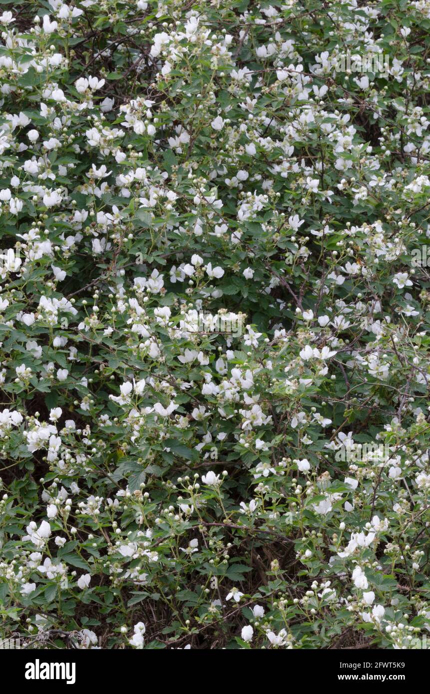 Bramble, Rubus sp Stock Photo - Alamy