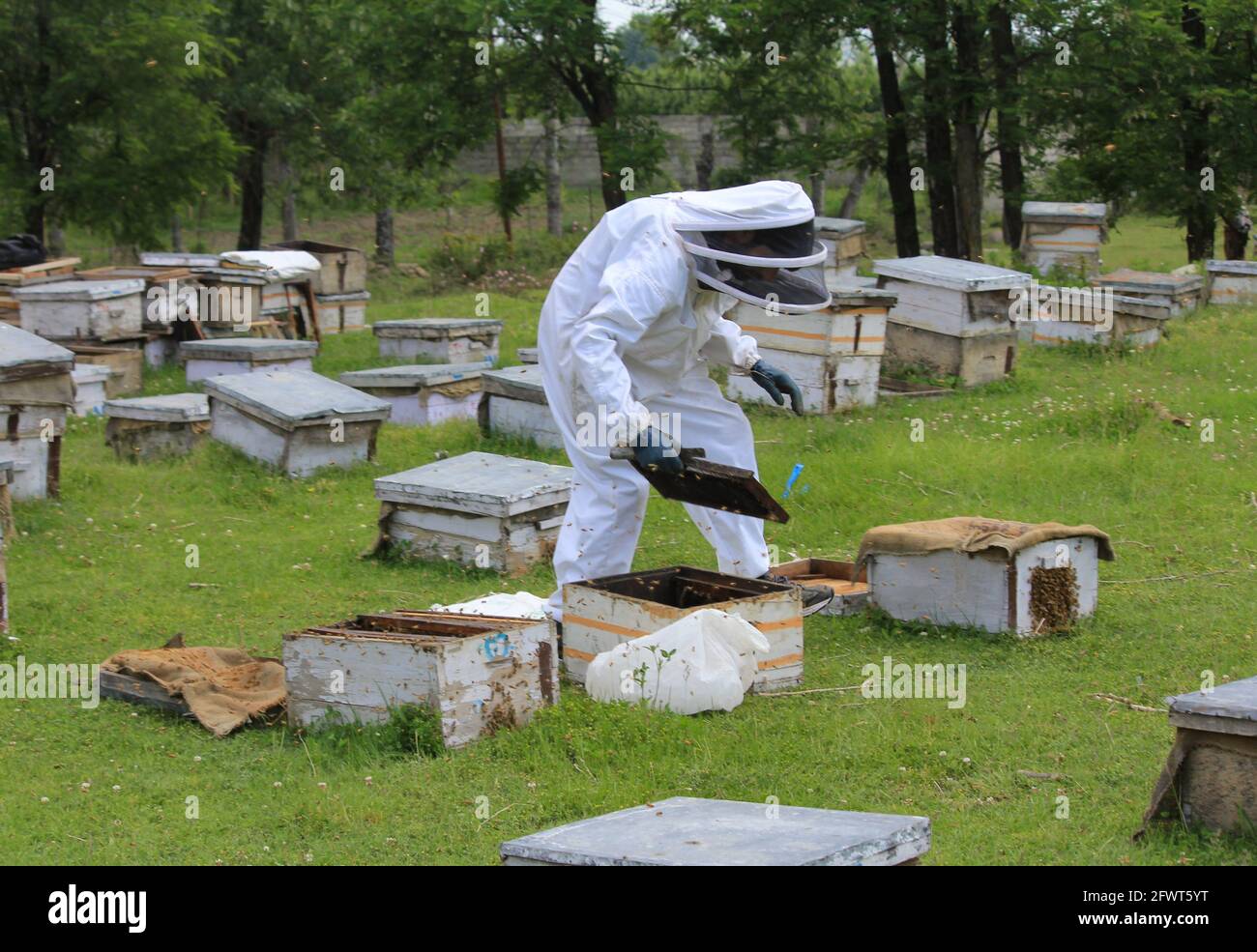 Bee farming india hi-res stock photography and images - Alamy