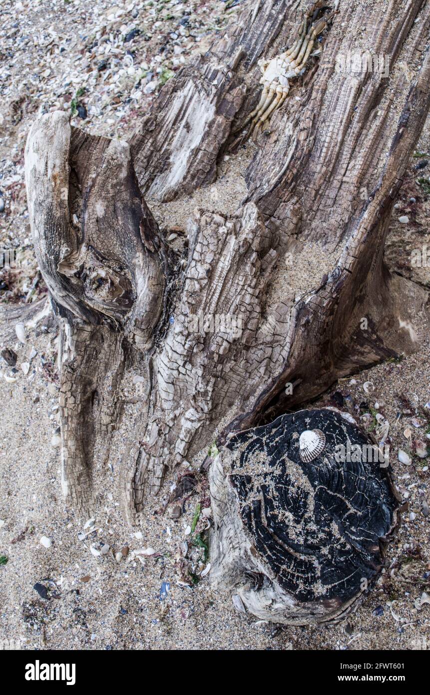 Sea tree with a deep relief texture. Natural photo materials Stock ...