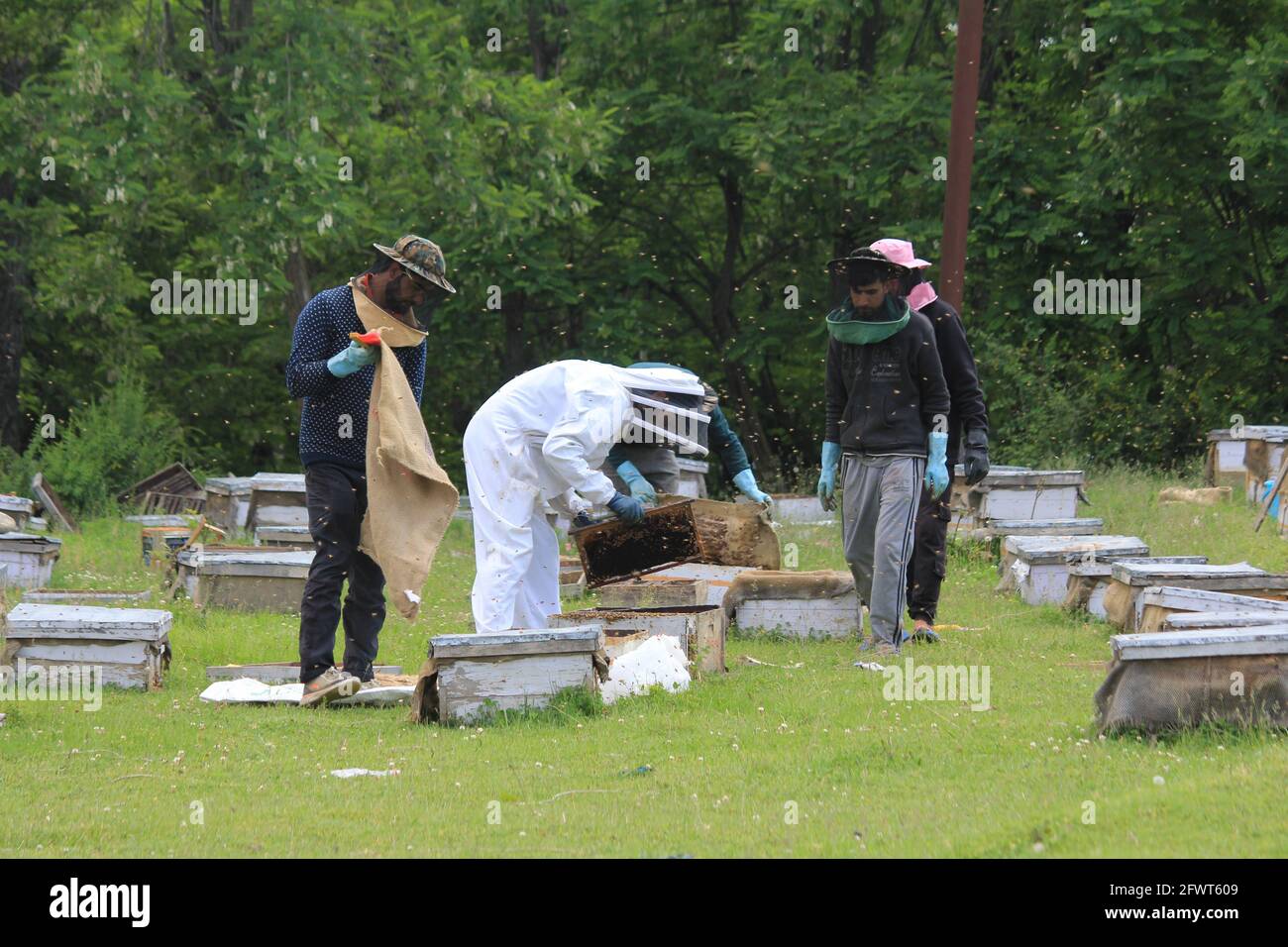 Bee farming india hi-res stock photography and images - Alamy