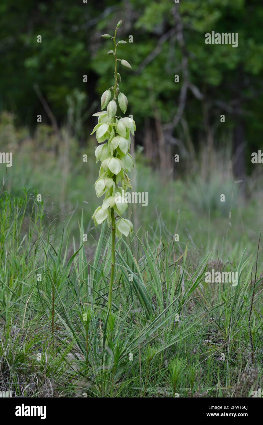 Yucca arkansana hi-res stock photography and images - Alamy