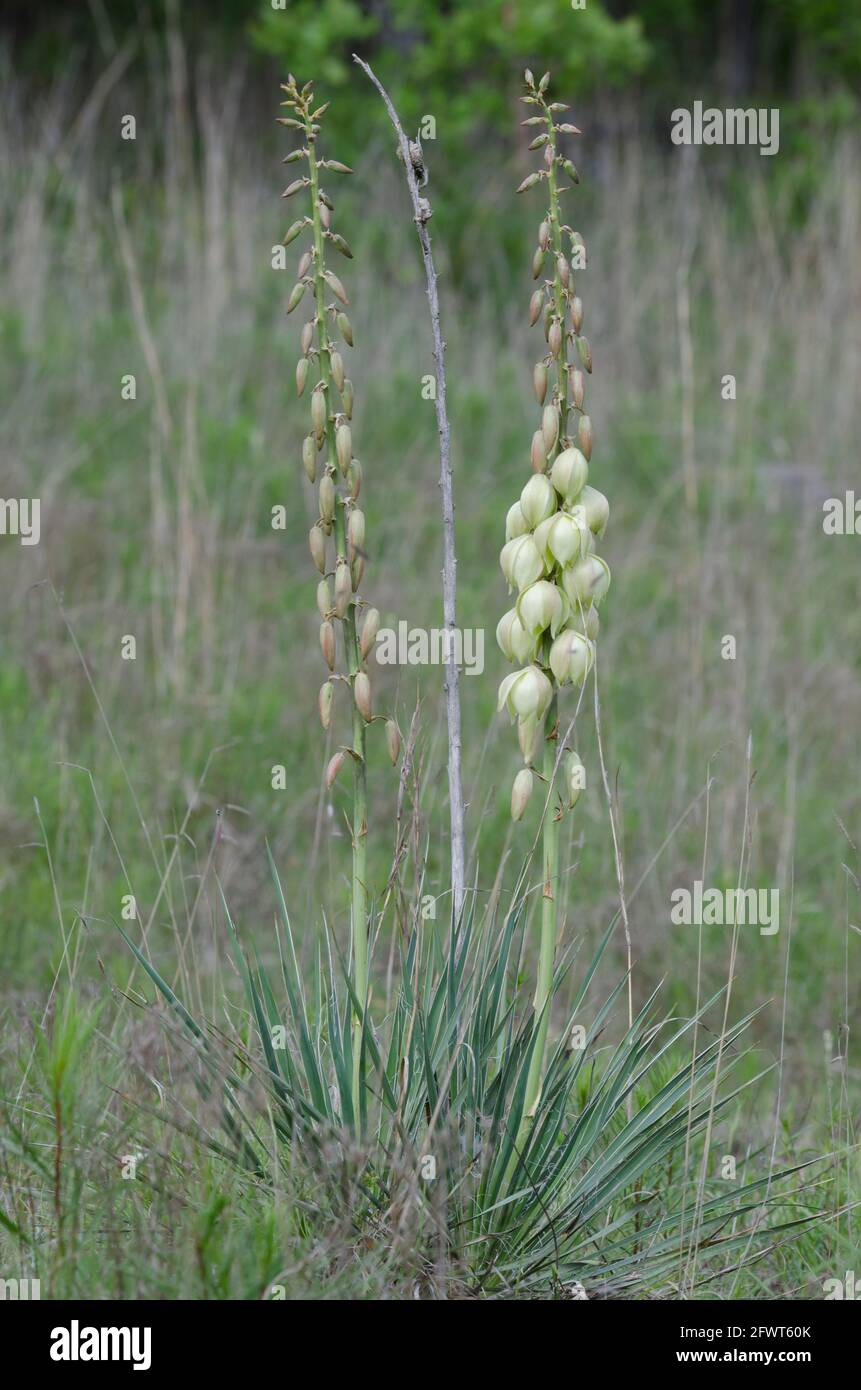 Yucca arkansana hi-res stock photography and images - Alamy
