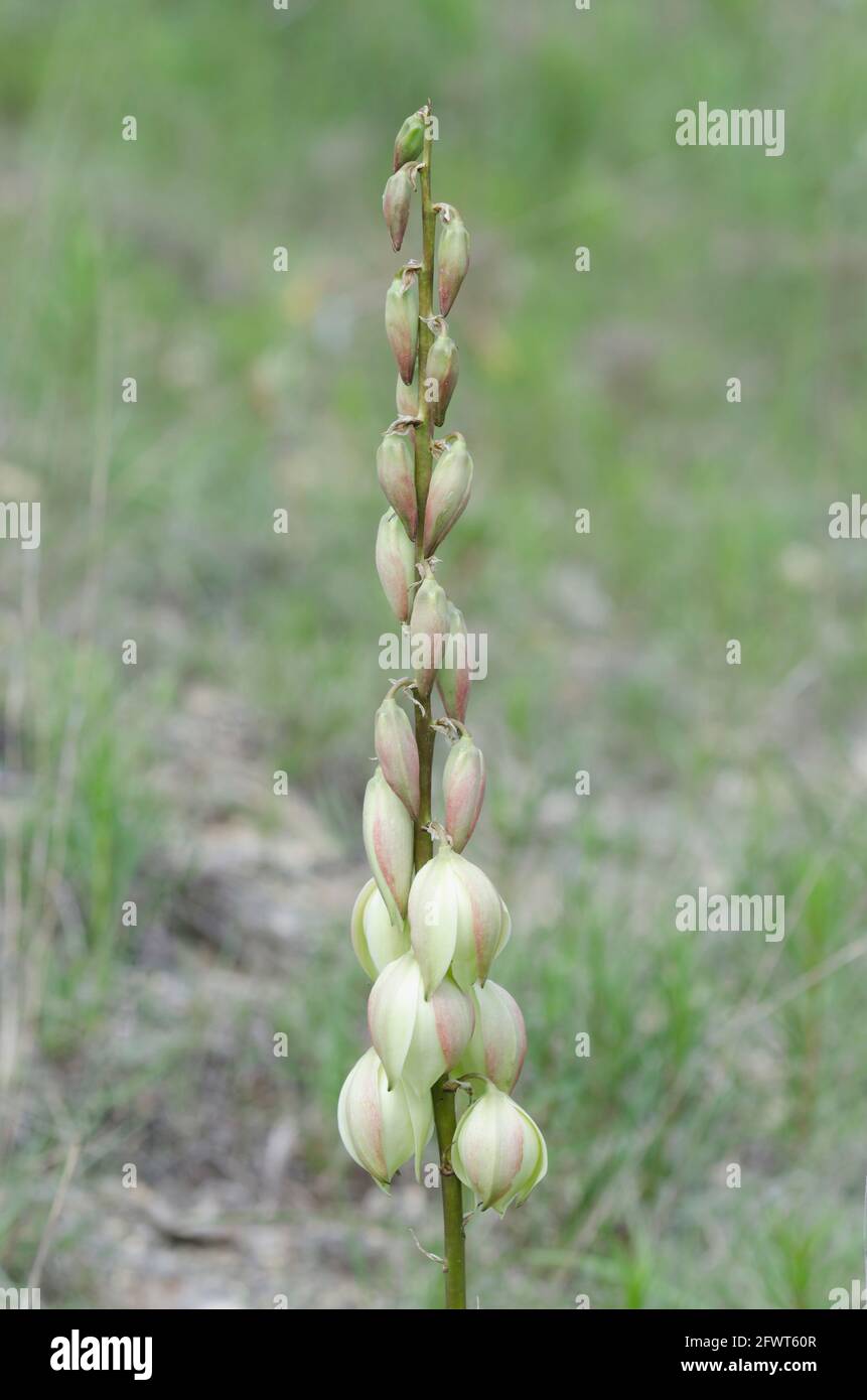 Yucca arkansana hi-res stock photography and images - Alamy
