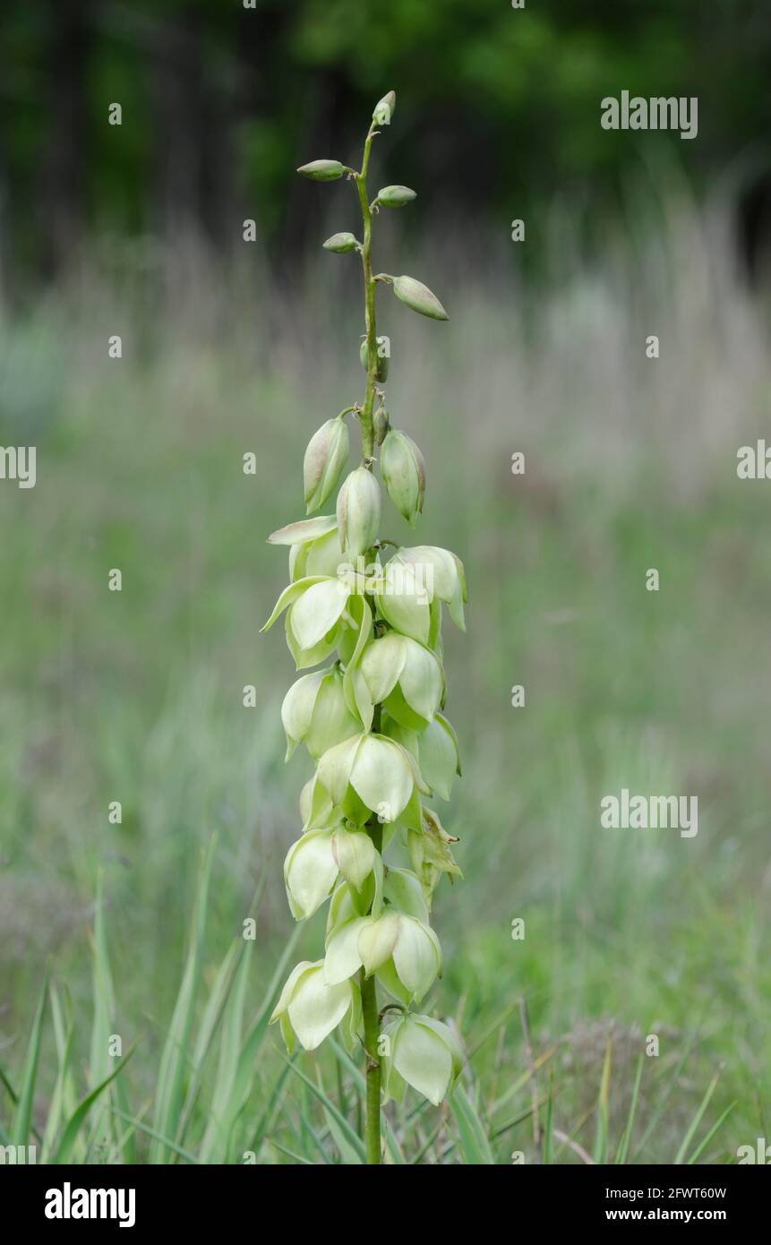 Yucca Arkansana High Resolution Stock Photography and Images - Alamy
