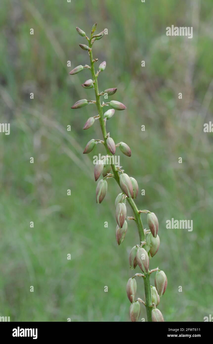 Arkansas Yucca, Yucca arkansana Stock Photo - Alamy