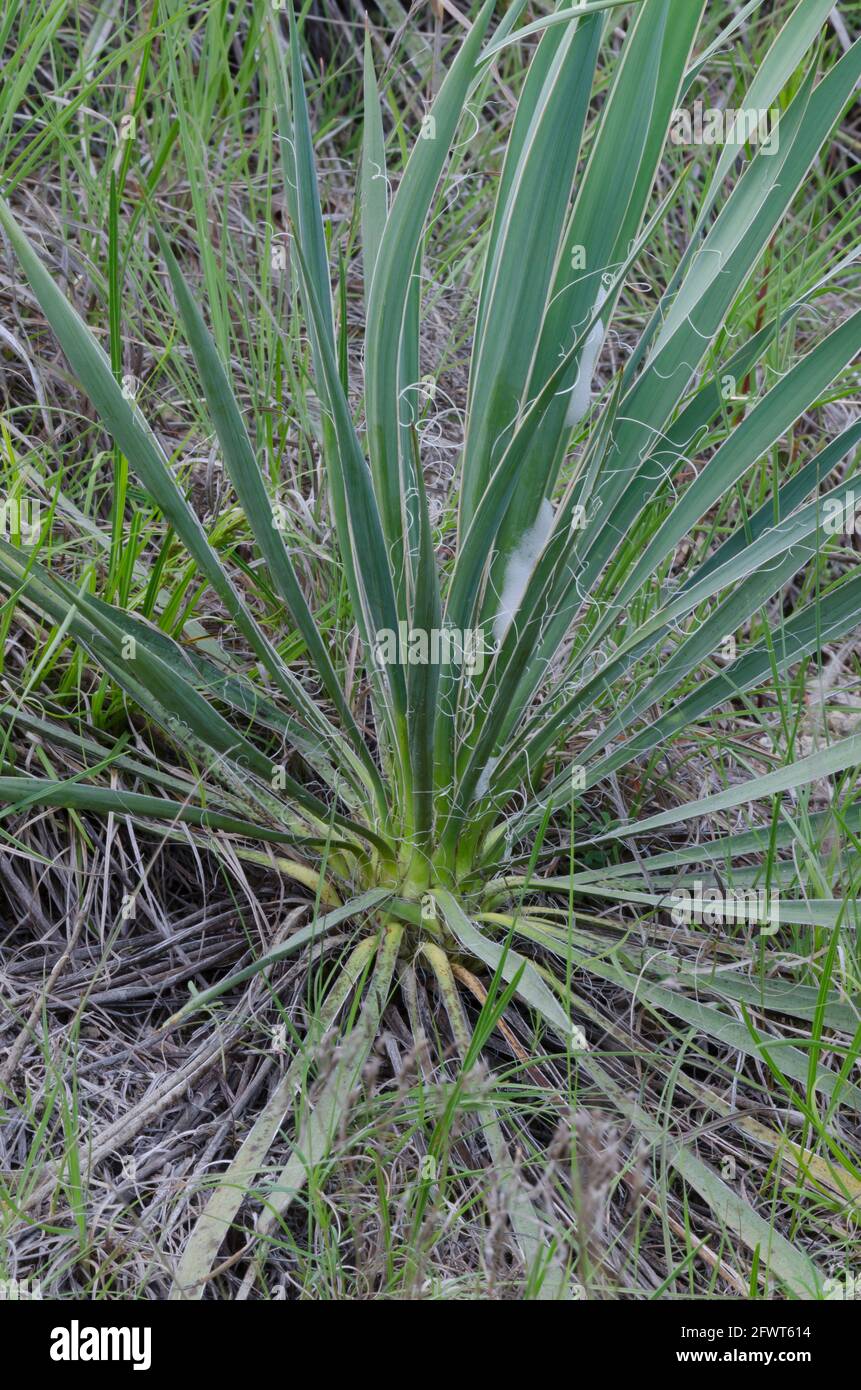 Arkansas Yucca, Yucca arkansana, base of plant Stock Photo - Alamy