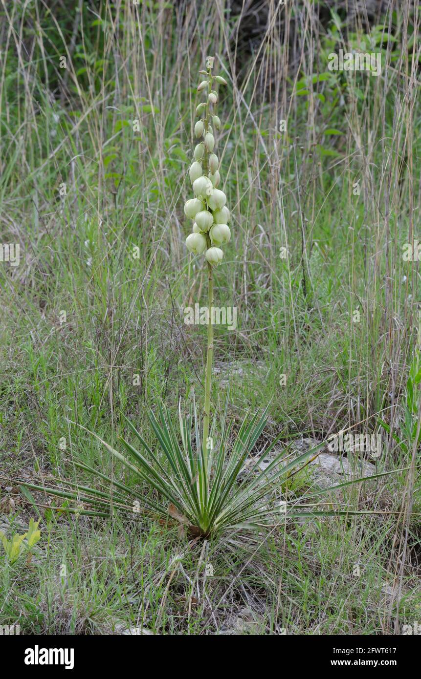 Arkansas Yucca, Yucca arkansana Stock Photo - Alamy